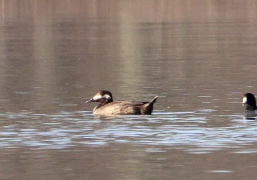 eBird Checklist - 12 Mar 2025 - Killbuck Marsh Wildlife Area--Clark Rd ...