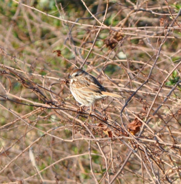 eBird Checklist - 12 Mar 2025 - **Back Bay NWR - 22 species (+1 other taxa)