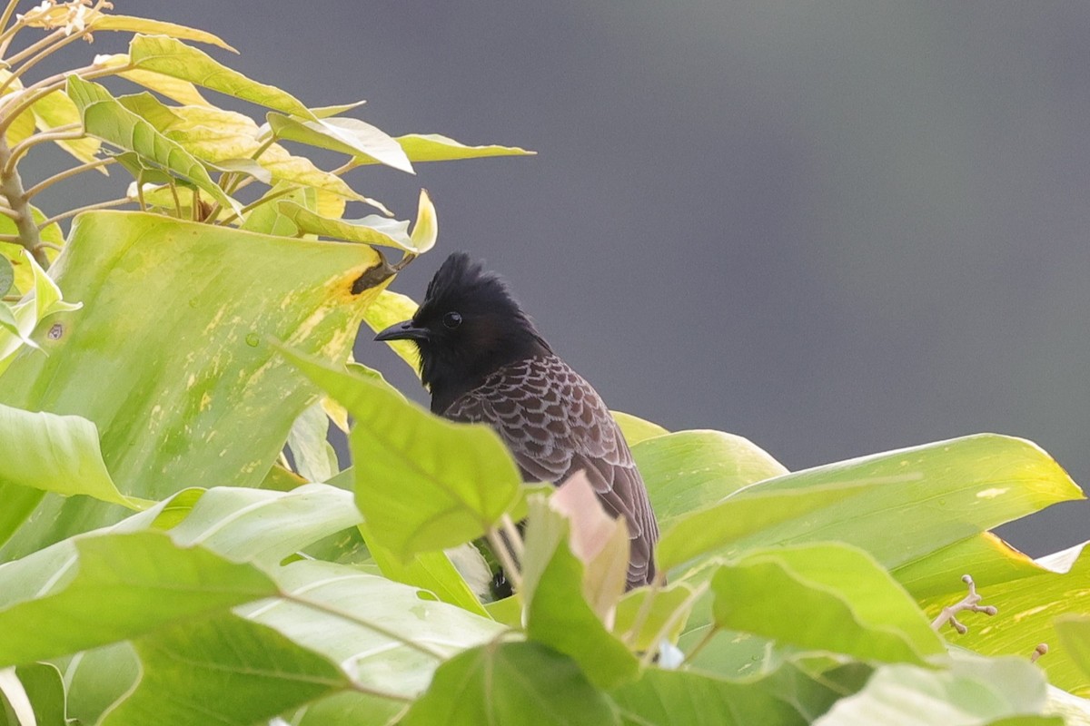 eBird Checklist - 12 Mar 2025 - Manoa Cliffs Trail - 14 species