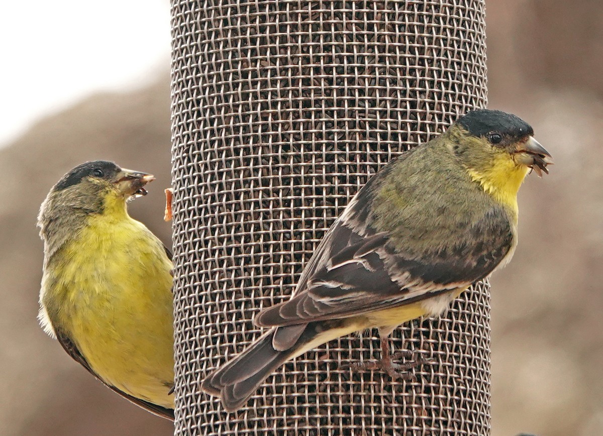 ML632036093 - Lesser Goldfinch - Macaulay Library