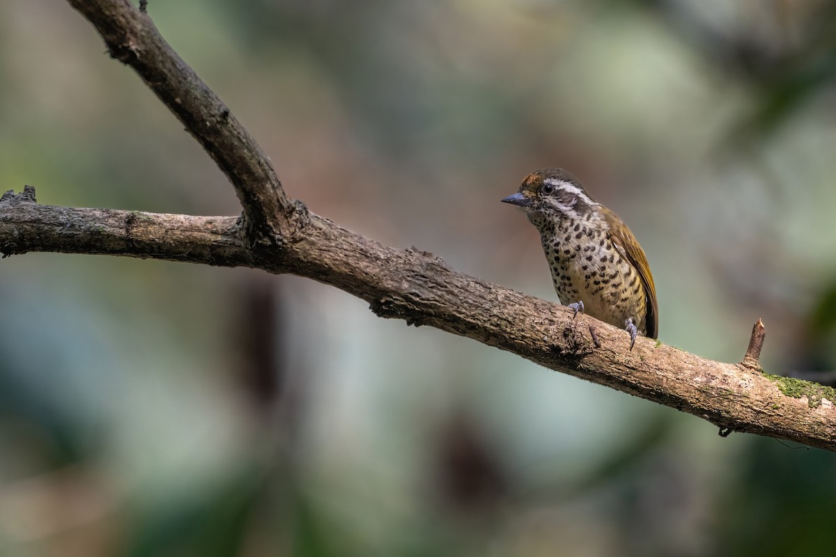 ML632037068 - Speckled Piculet - Macaulay Library