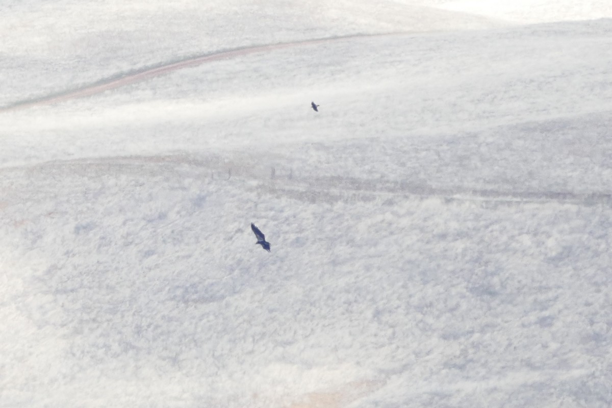 eBird Checklist - 7 Mar 2025 - Bitter Creek NWR--sign overlook - 10 species