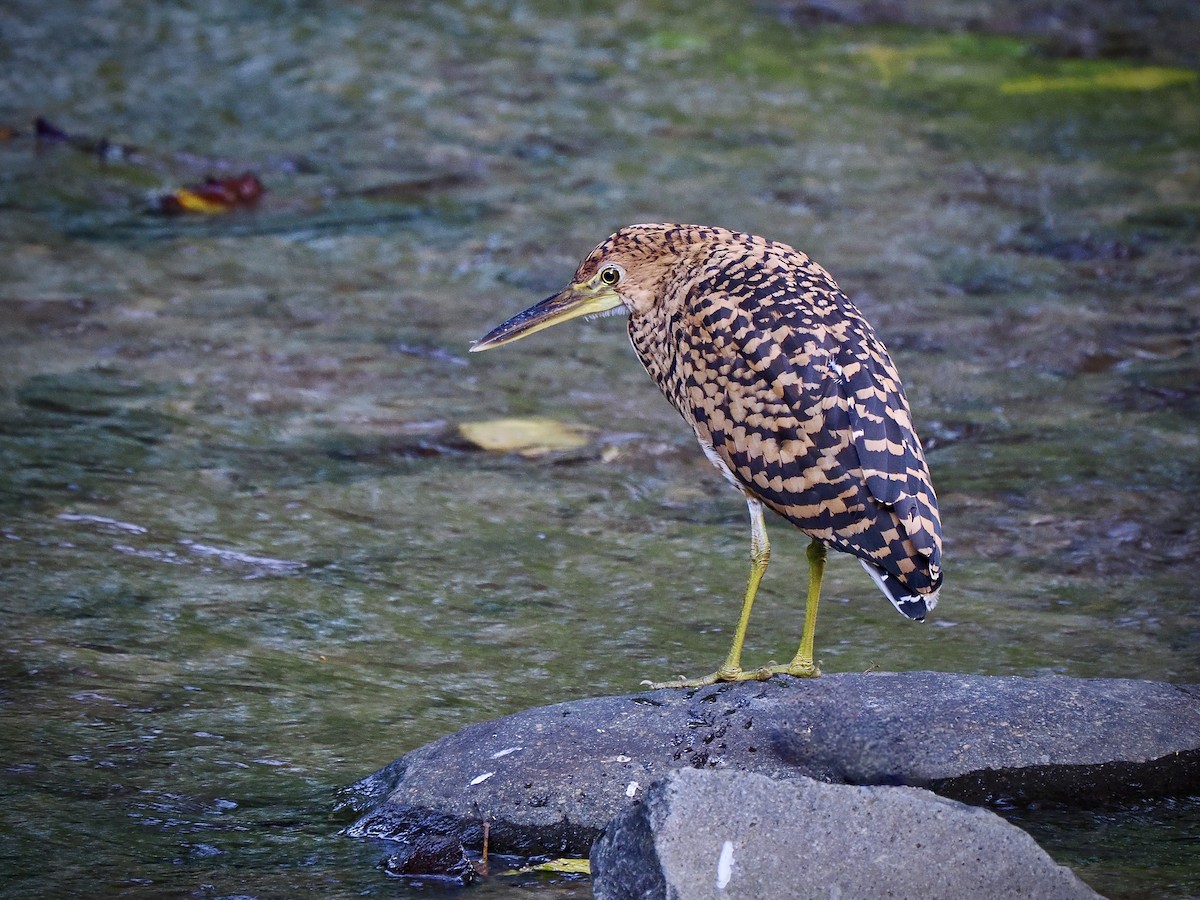 eBird Checklist - 12 Mar 2025 - Canopy Lodge - 12 species