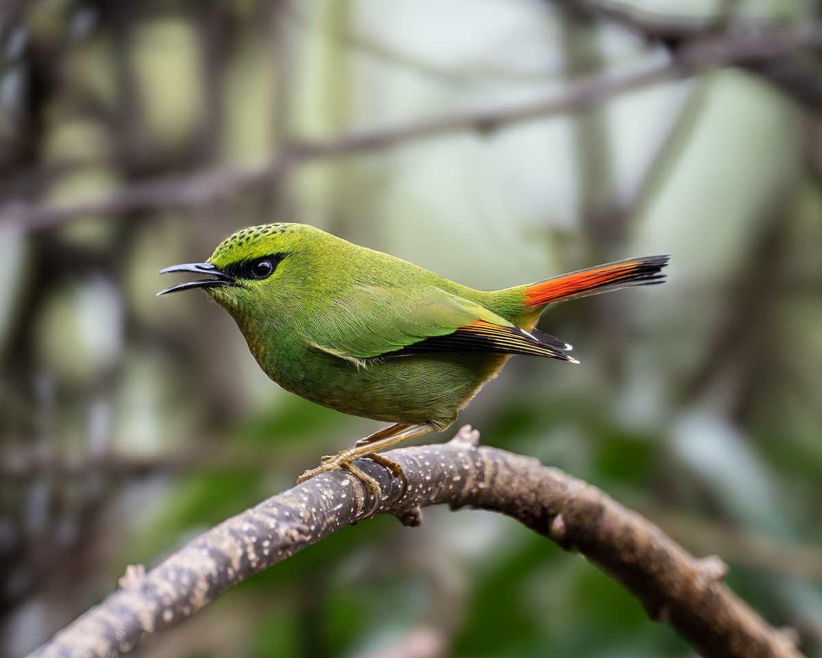 eBird Checklist - 9 Mar 2025 - Korila - 10 species
