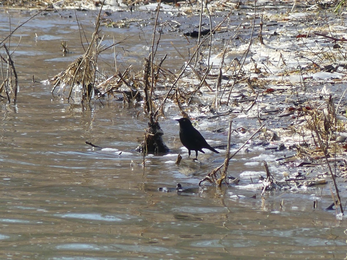 eBird Checklist - 13 Mar 2025 - 9892 NY-19, Houghton US-NY 42.43060 ...