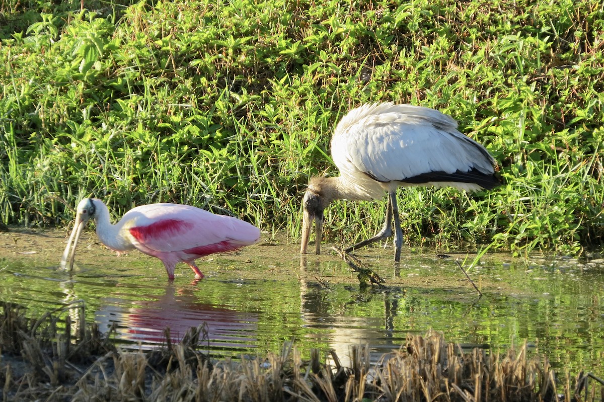 eBird Checklist - 12 Mar 2025 - Red Bug Slough Preserve - 44 species ...