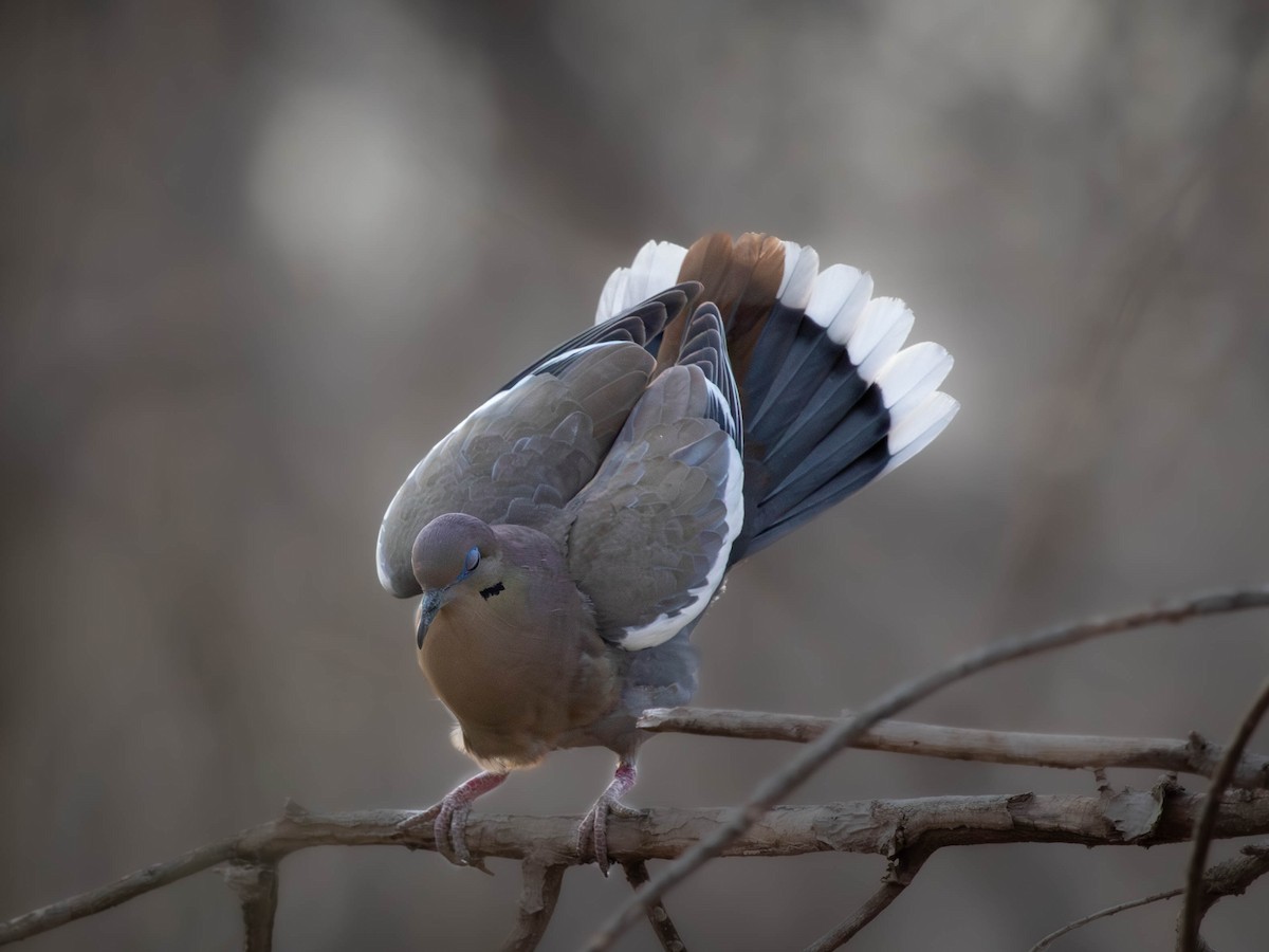 eBird Checklist - 13 Mar 2025 - I-20 Pond/Jenna Welch Nature Ctr. (FWTX ...