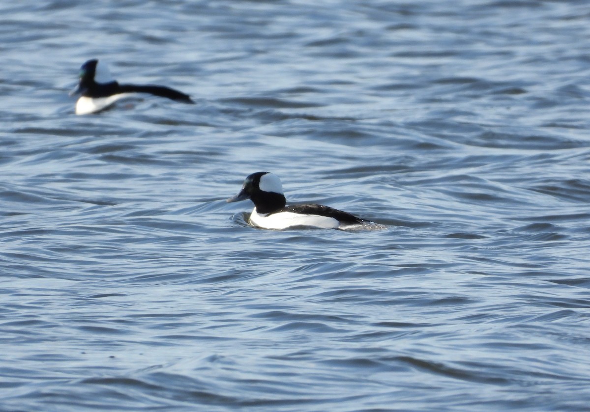 eBird Checklist - 12 Mar 2025 - Morrow Lake--Plaza Ave. access - 10 ...
