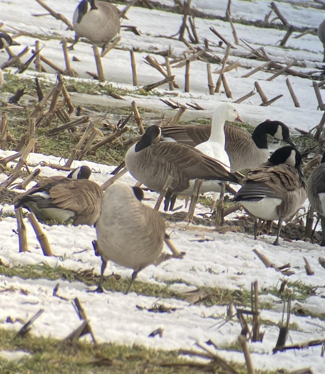 eBird Checklist - 13 Mar 2025 - Westminster Farm cornfield - 13 species