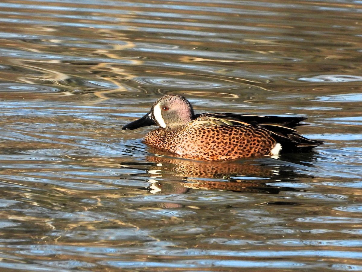 eBird Checklist - 13 Mar 2025 - Grapevine Lake—Oak Grove Park—Acorn ...