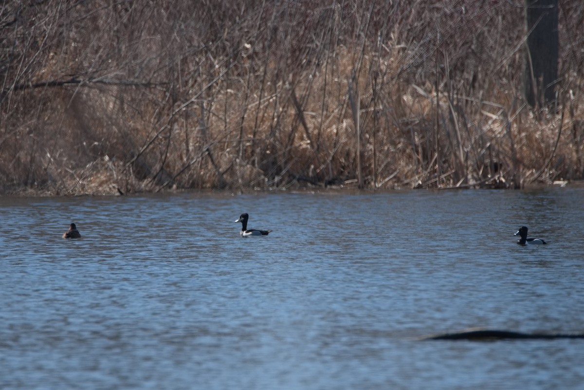 eBird Checklist - 13 Mar 2025 - Richard Bong SRA--Red Trail - 8 species