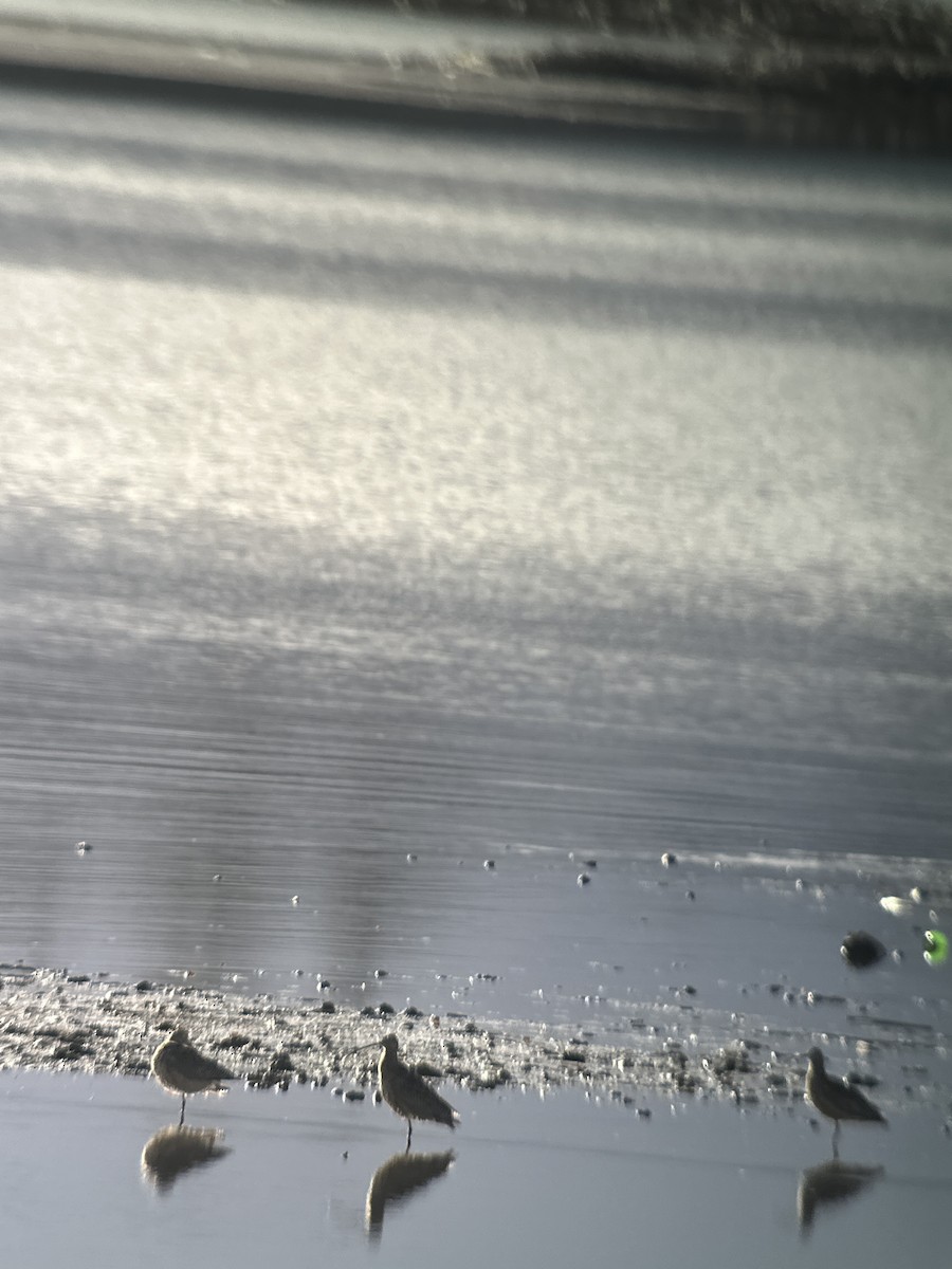 eBird Checklist - 13 Mar 2025 - Fern Ridge WMA--Perkins Peninsula - 14 ...