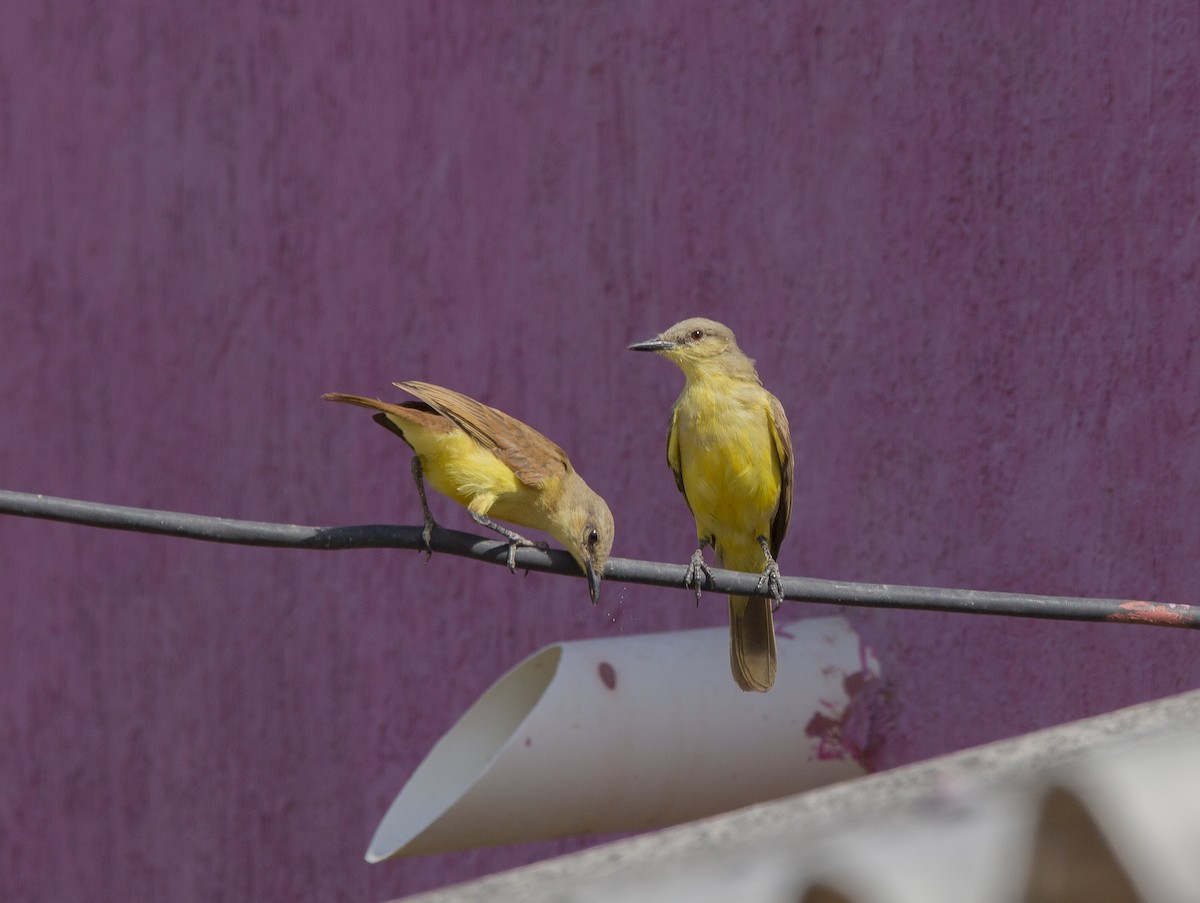 eBird Checklist - 7 Feb 2025 - SFF Los Flamencos--Resguardo Perratpu ...