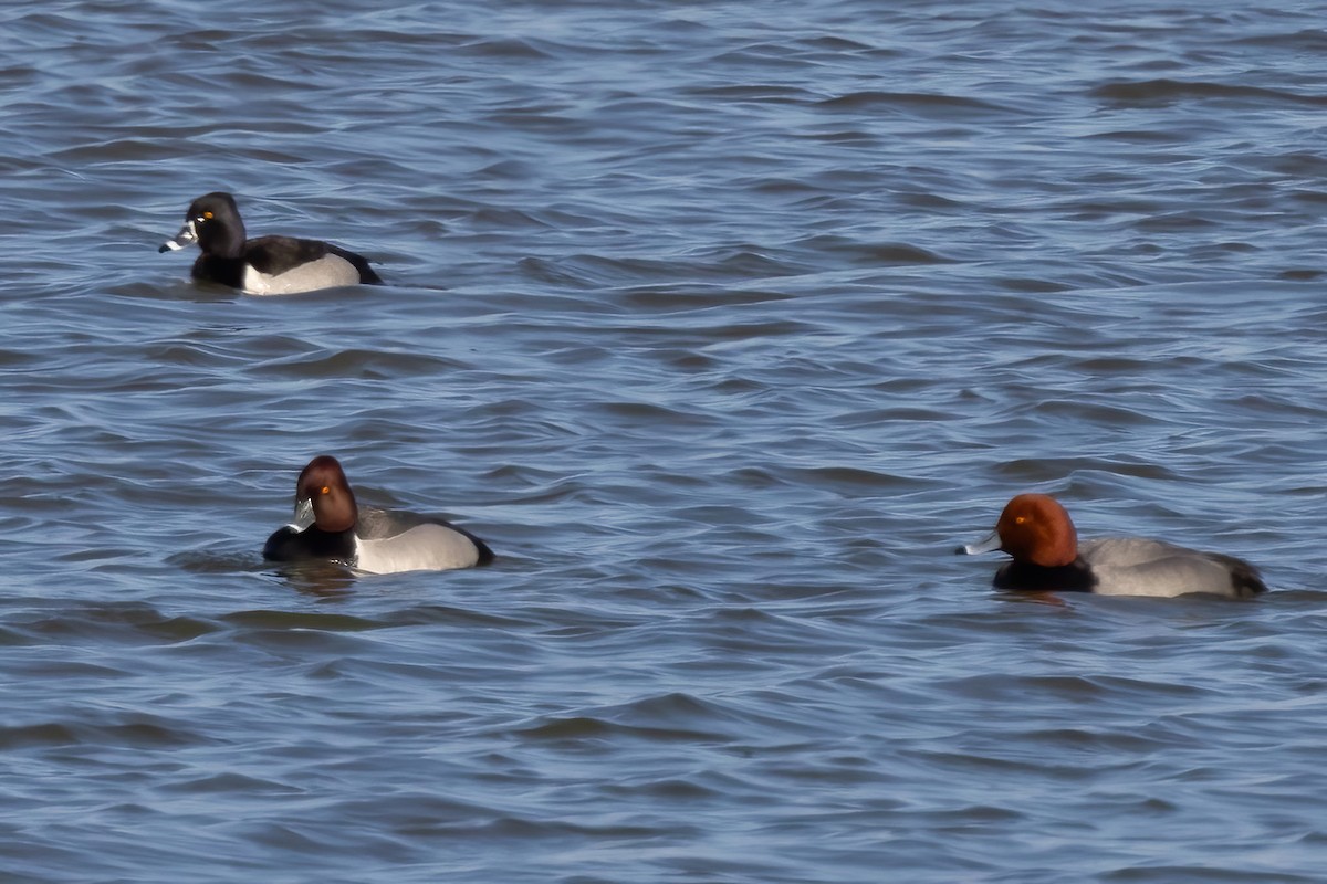 eBird Checklist - 13 Mar 2025 - Howard Marsh--West Side of Howard Rd ...