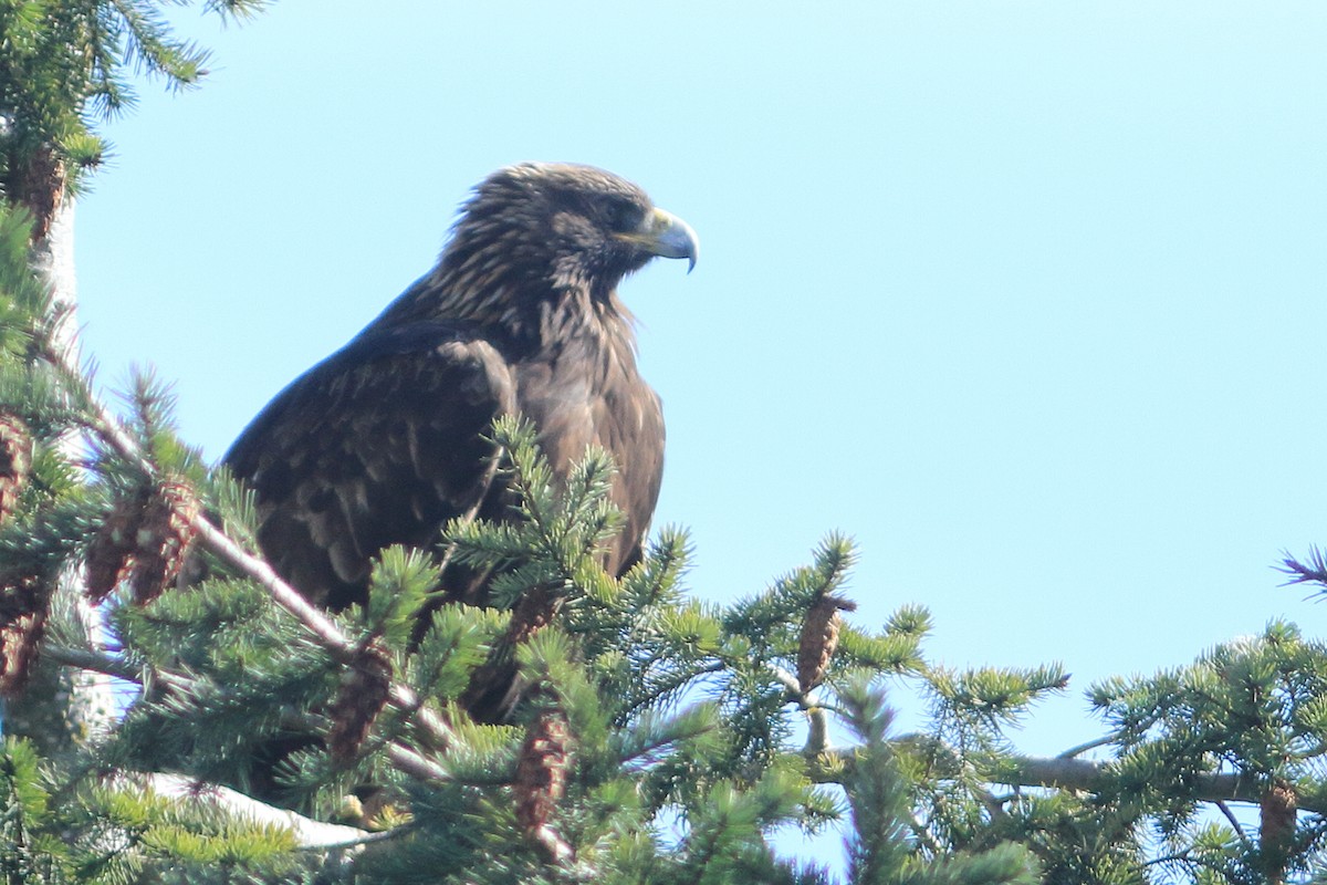 eBird Checklist - 13 Mar 2025 - Serpentine Fen - 19 species