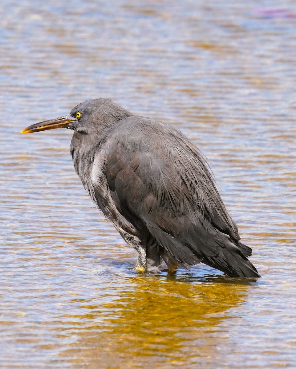 eBird Checklist - 14 Mar 2025 - 186 Redcliffe Parade - 13 species