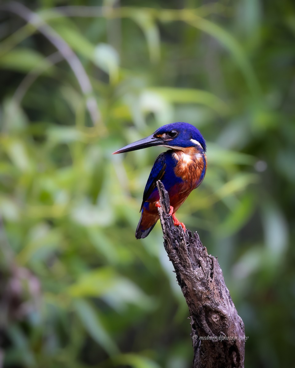 eBird Checklist - 11 Mar 2025 - Casuarina Coastal Reserve--Moth Block ...