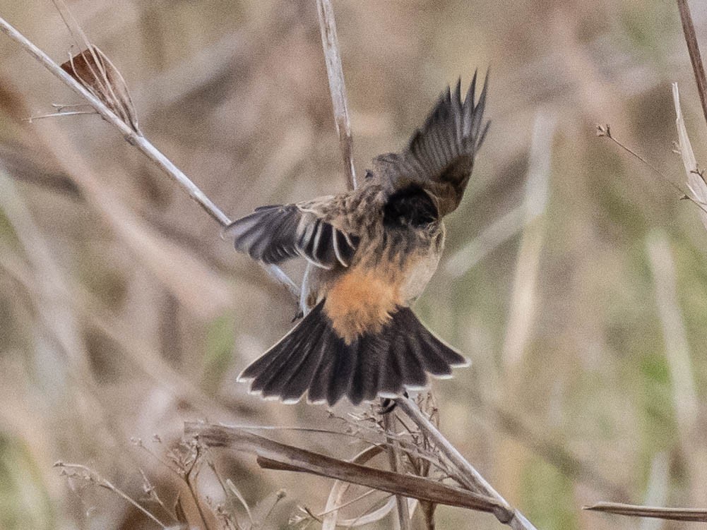 ML632088737 - Amur Stonechat - Macaulay Library