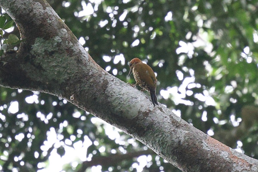 Pito orejipardo (arizela) - eBird