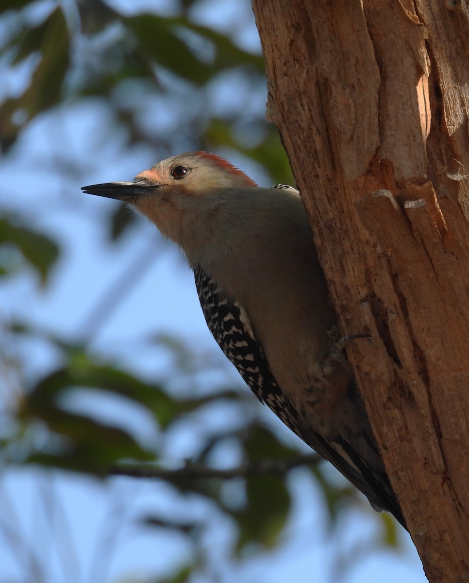 eBird Checklist - 14 Mar 2025 - My Backyard - 20 species