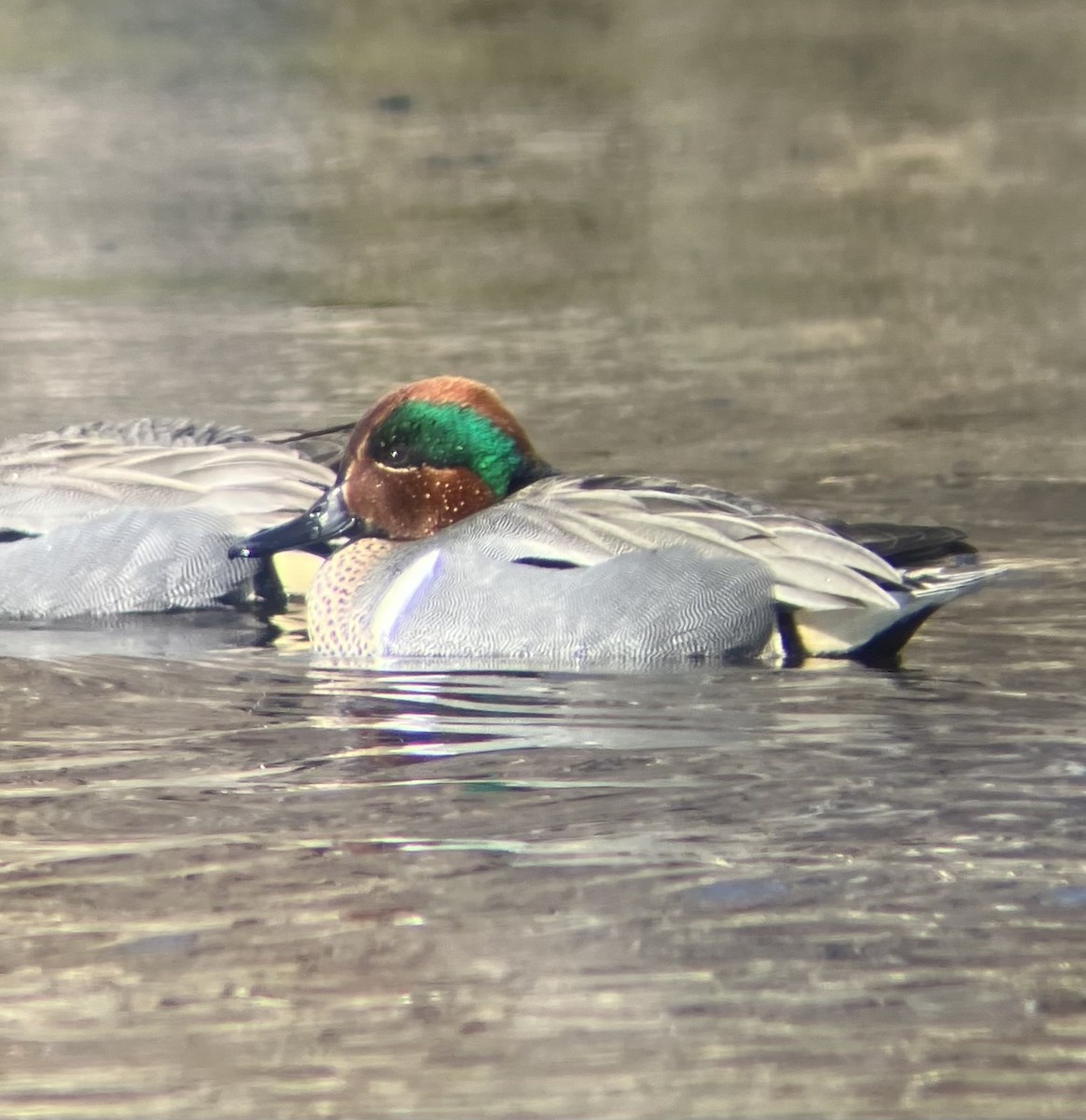 eBird Checklist - 14 Mar 2025 - Bernard Bridge, Tremont - 10 species