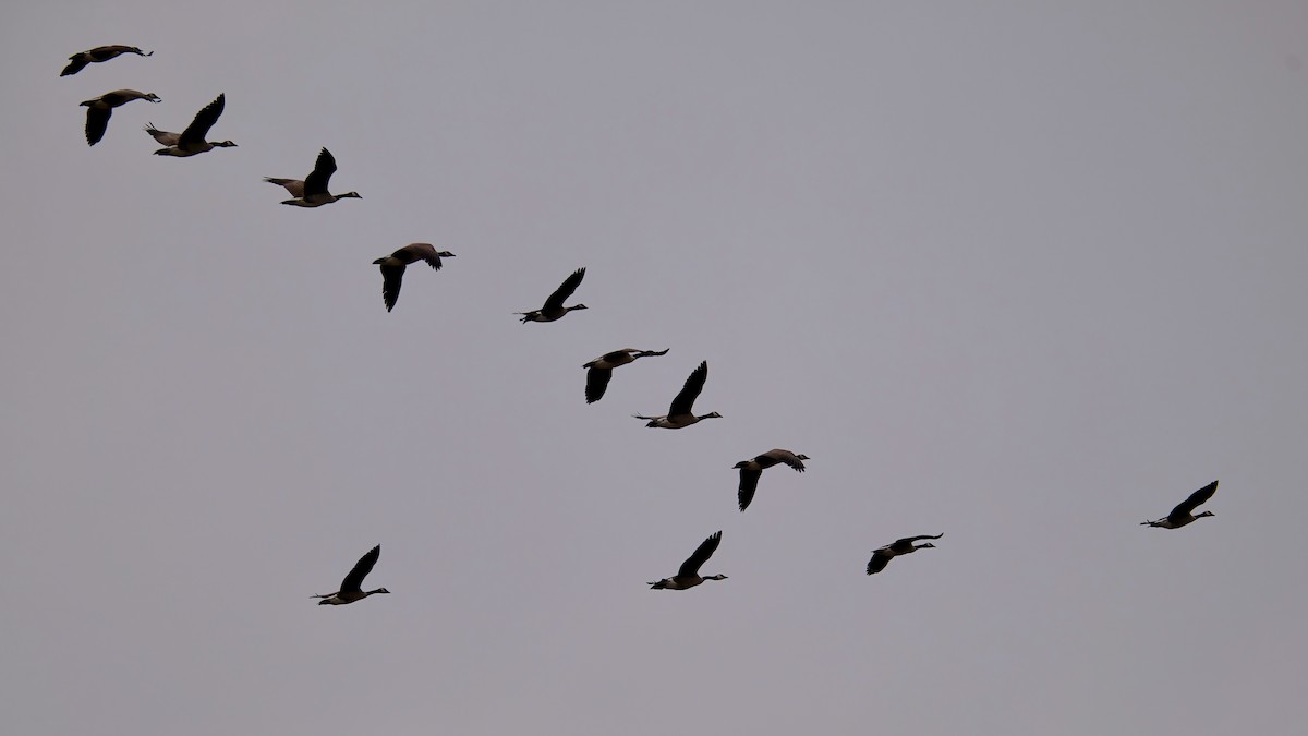 eBird Checklist - 4 Mar 2025 - Old airport runway - 9 species