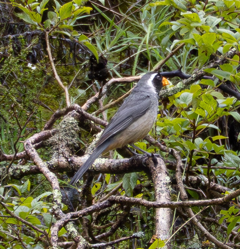 ML632095342 - Golden-billed Saltator - Macaulay Library