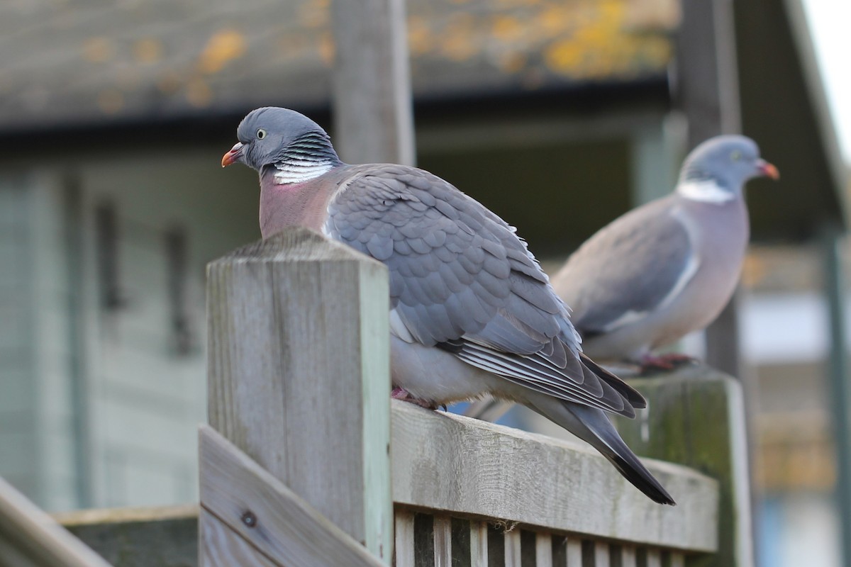 eBird Checklist - 14 Mar 2025 - Old Hunstanton Dunes and Scrub - 26 species