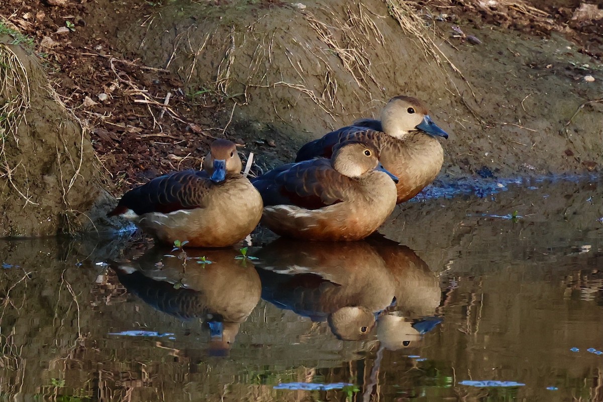 eBird Checklist - 1 Mar 2025 - Rapti Bridge -Lamitaal - Kasara Khola ...