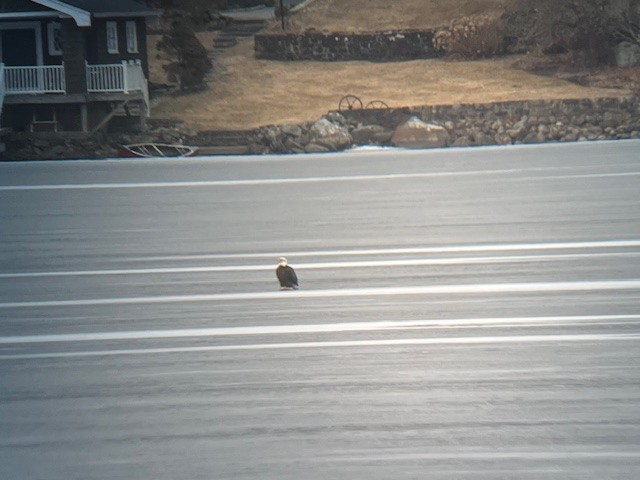 eBird Checklist - 14 Mar 2025 - Bantam Lake - 21 species