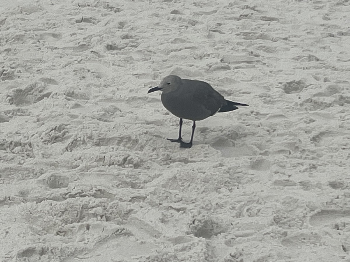 eBird Checklist - 14 Mar 2025 - Ft panic Beach - 1 species