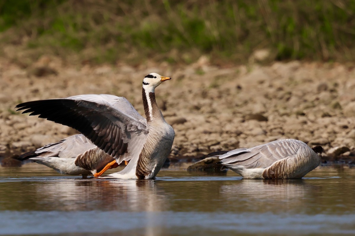 eBird Checklist - 1 Mar 2025 - Boat trip from Patihani, NP-Narayani ...