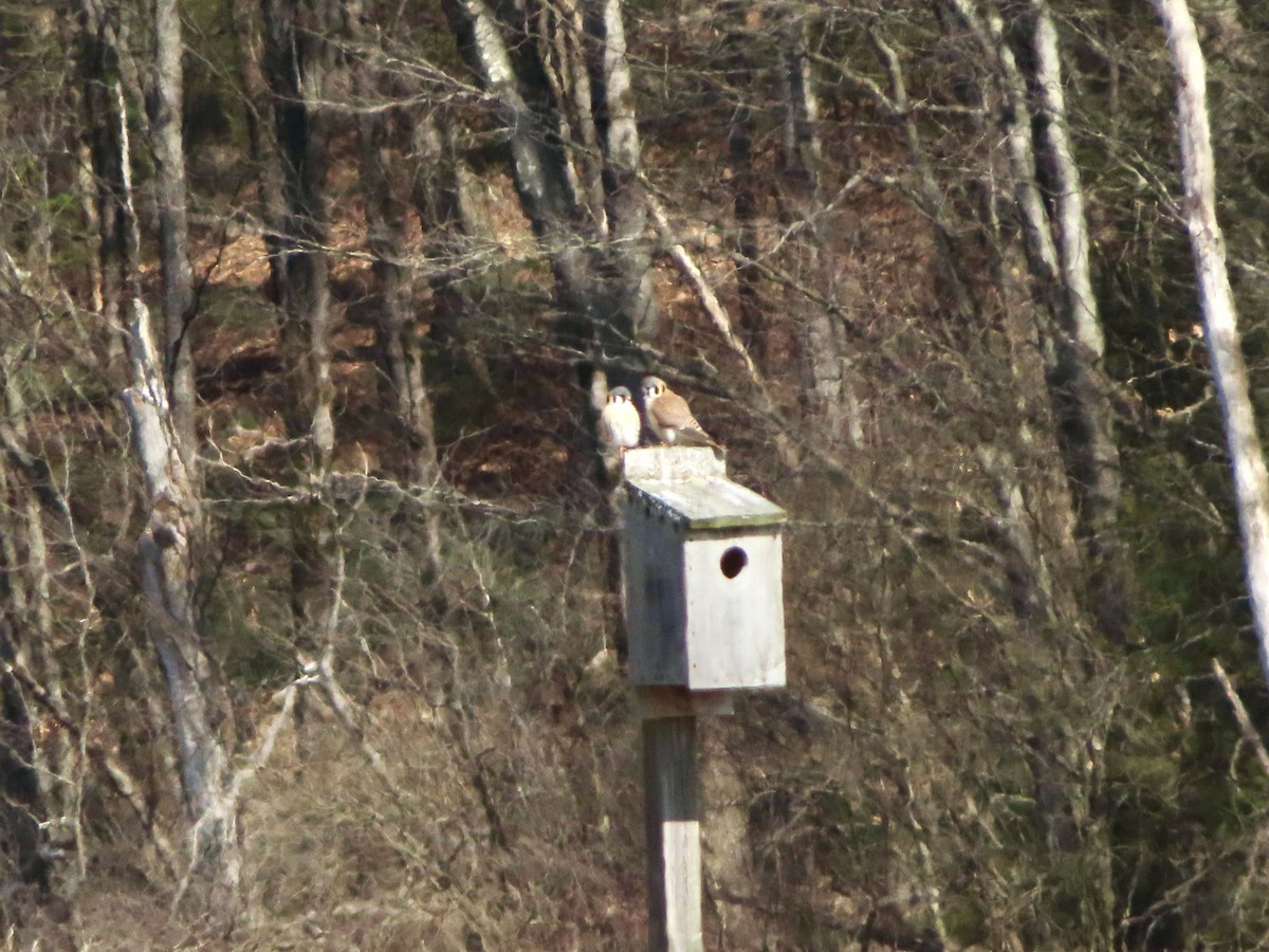 eBird Checklist - 14 Mar 2025 - Kestrel Box #14, Huntington Rd Hadley ...