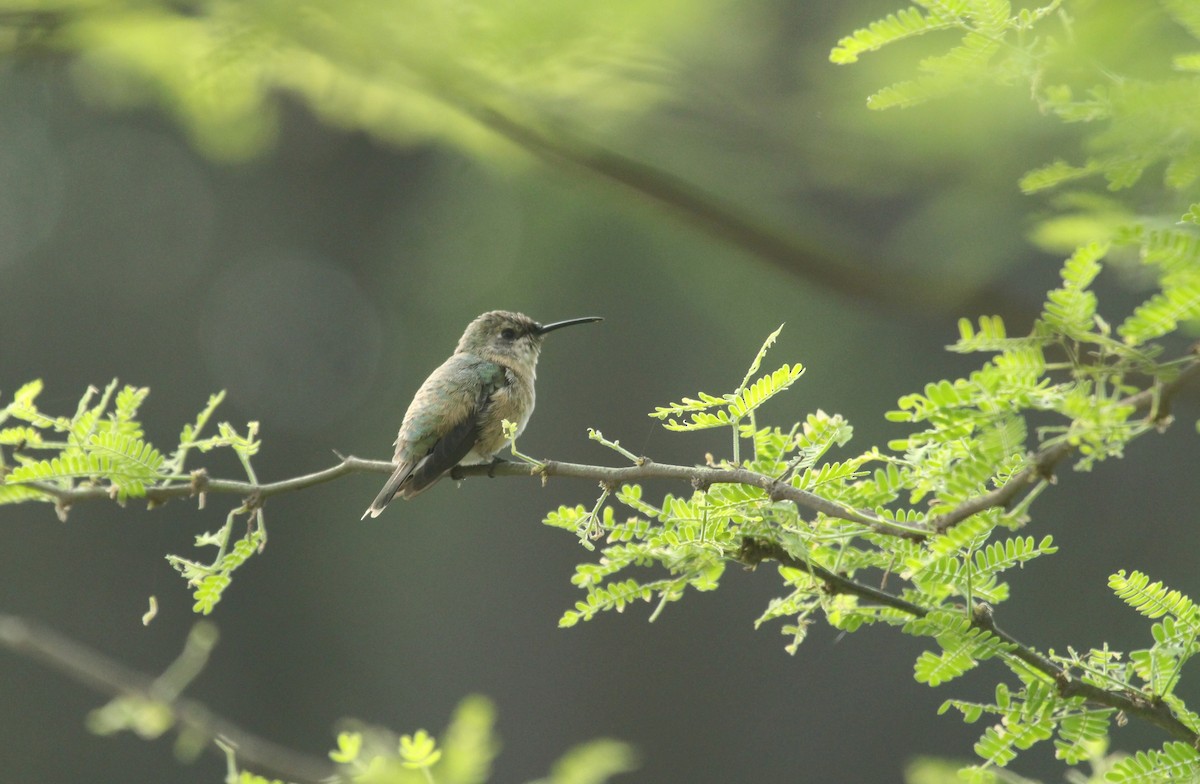 eBird Checklist - 14 Mar 2025 - Universidad Nacional Agraria La Molina ...