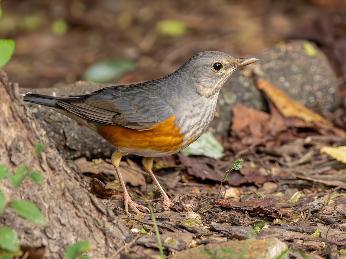 Gray-backed Thrush - Turdus hortulorum - Birds of the World