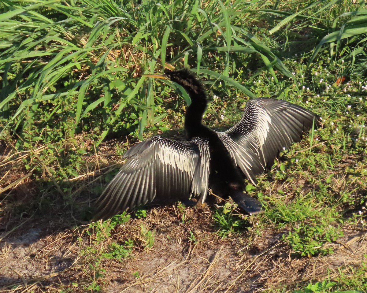 eBird Checklist - 14 Mar 2025 - Jupiter Commerce Park - 17 species