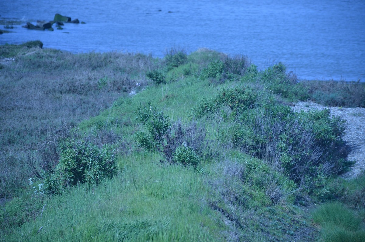 eBird Checklist - 14 Mar 2025 - Mariners Point Public Access-Viewing ...