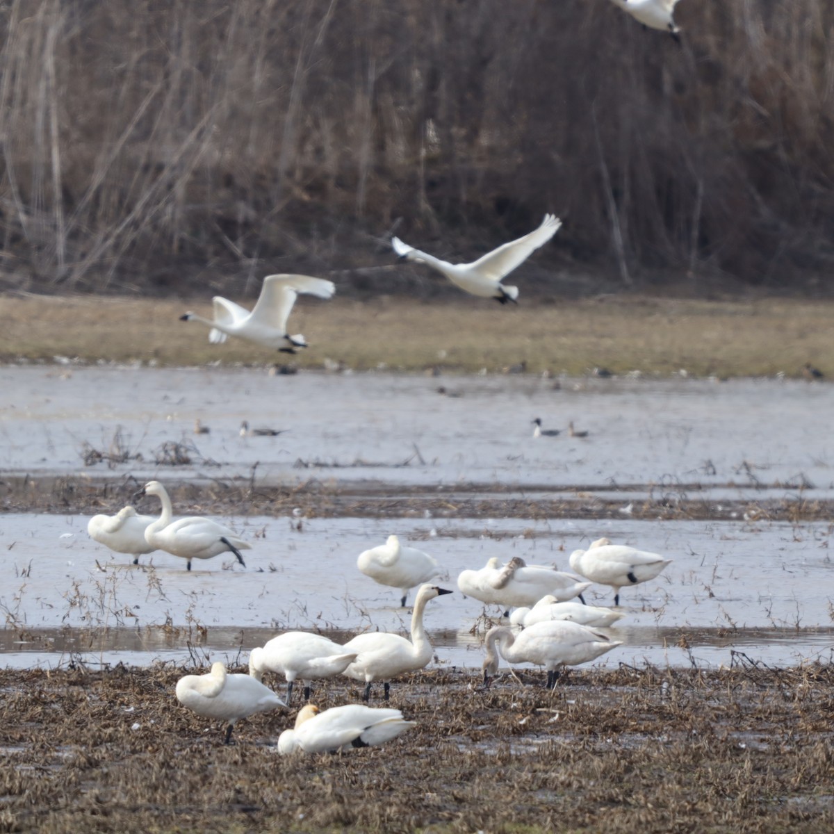eBird Checklist - 14 Mar 2025 - 8346 Ontario 21, Thedford, Ontario, CA ...