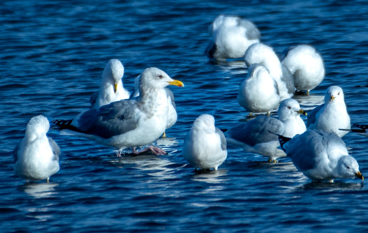 ML632107877 - Iceland Gull - Macaulay Library