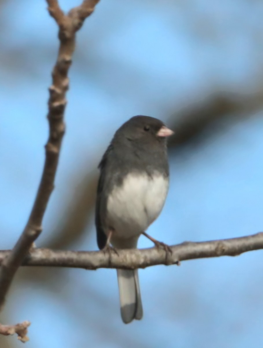 eBird Checklist - 14 Mar 2025 - Weldon Springs Old Farm Trail - 19 species