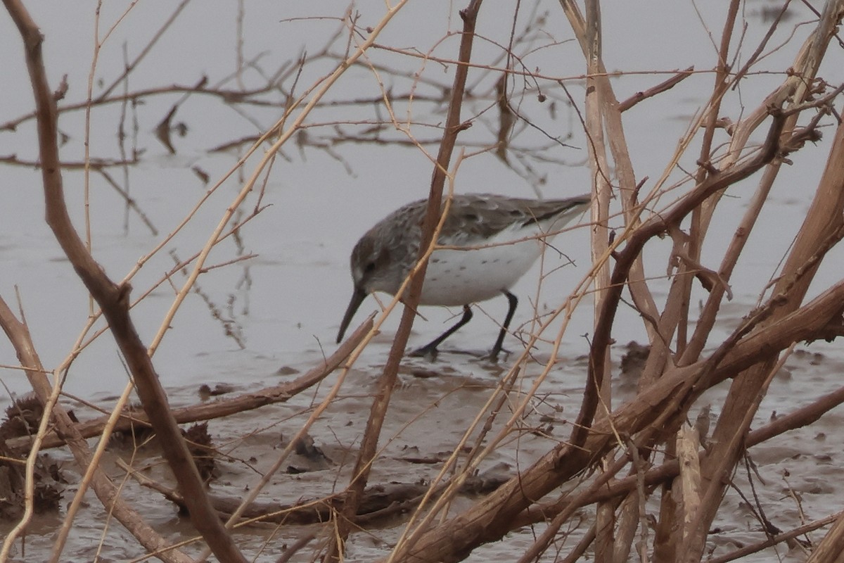 eBird Checklist - 14 Mar 2025 - Whitewater Draw Wildlife Area - 48 species