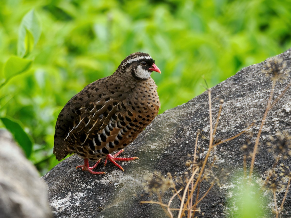 ML632110594 - Painted Bush-Quail - Macaulay Library