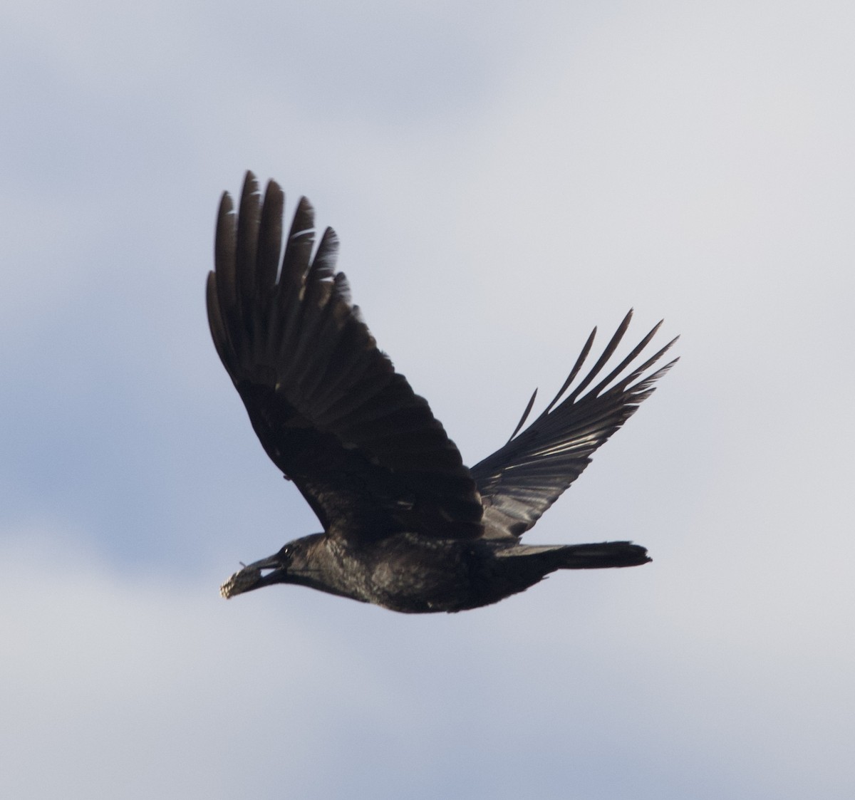 ML632110915 - American Crow - Macaulay Library