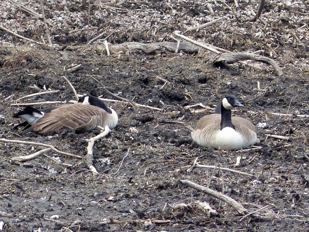 eBird Checklist - 14 Mar 2025 - George Wyth SP - 33 species (+2 other taxa)