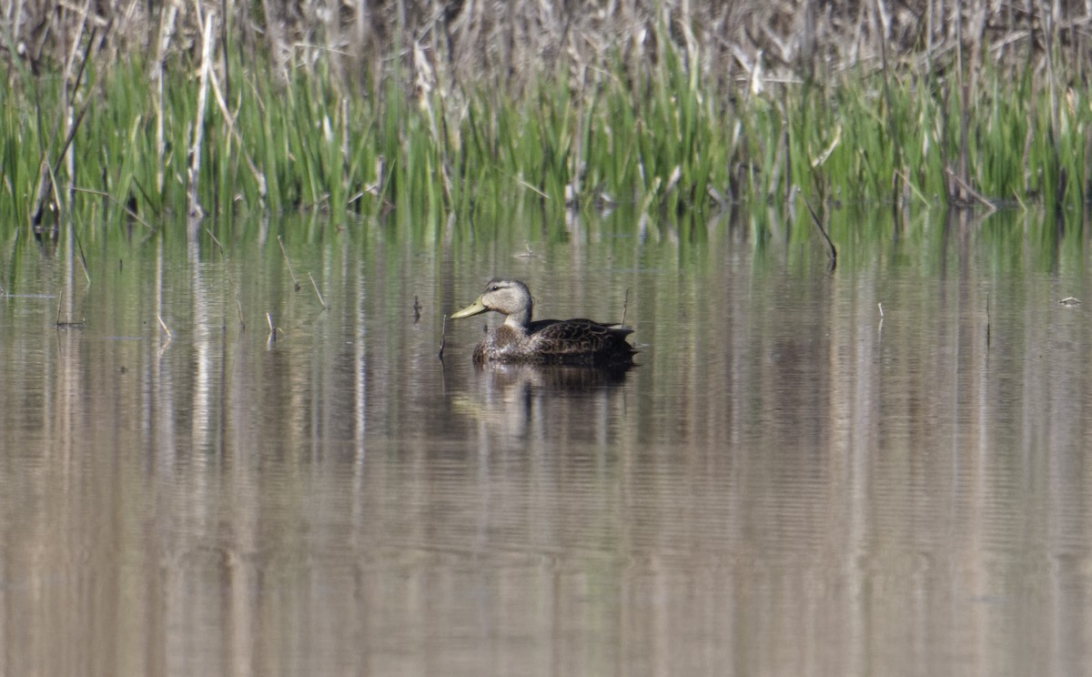 eBird Checklist - 14 Mar 2025 - Donnelley WMA (partial fall and winter ...
