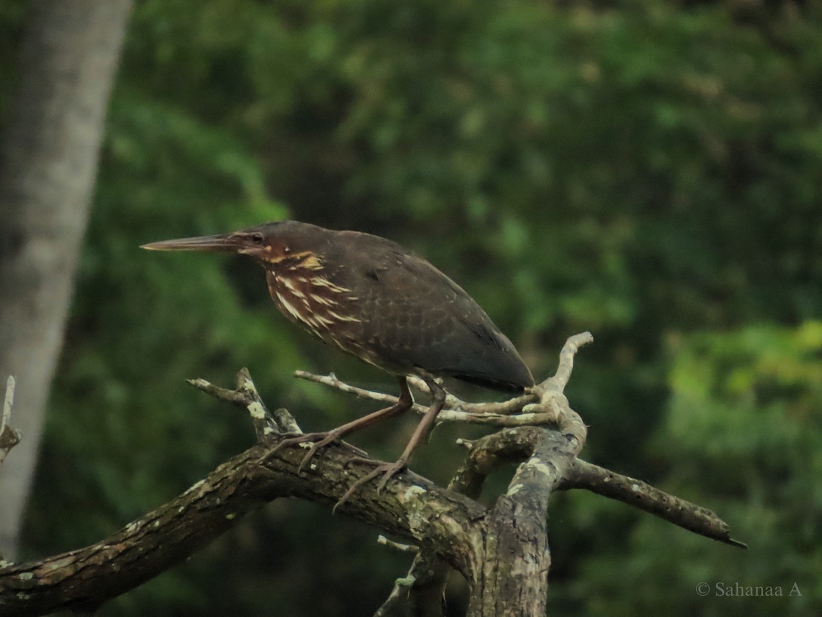 ML632126277 - Black Bittern - Macaulay Library