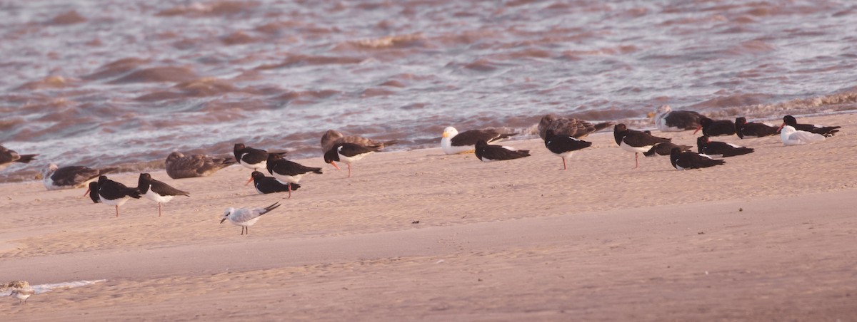 eBird Checklist - 8 Jan 2025 - Stockyard Point - 38 species