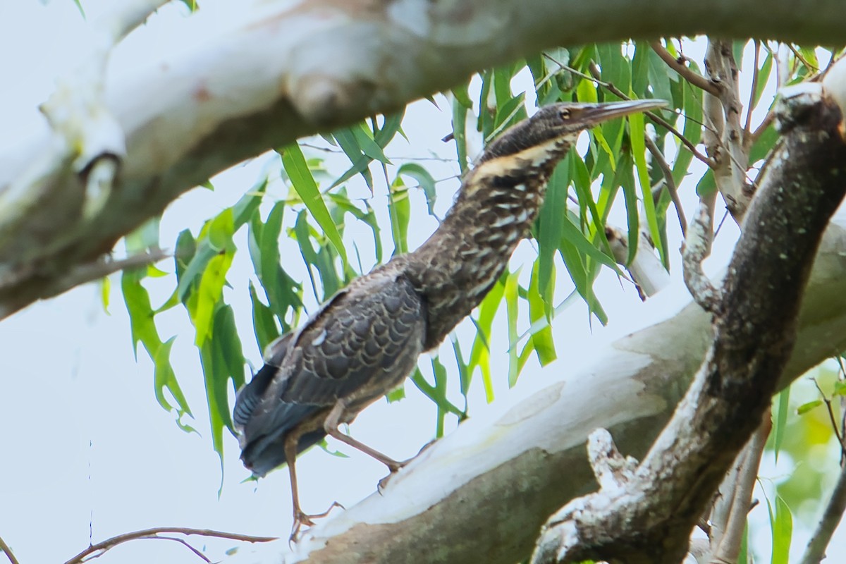 ML632131208 - Black Bittern - Macaulay Library