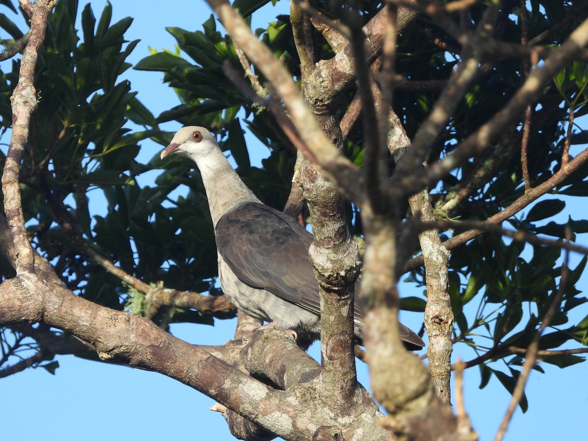 eBird Checklist - 15 Mar 2025 - O'Reilly's Rainforest Retreat - 26 ...