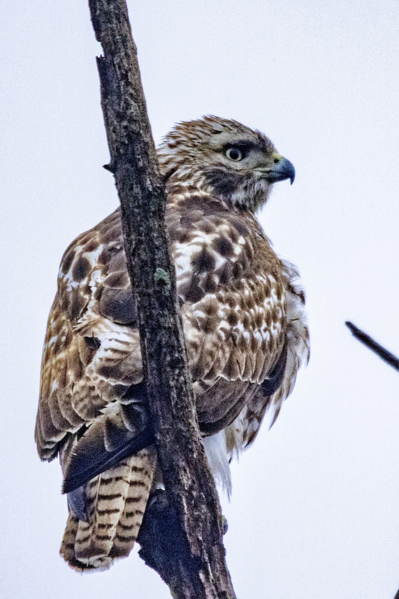 eBird Checklist - 15 Mar 2025 - Pole Farm (Mercer County Park NW) - 18 ...